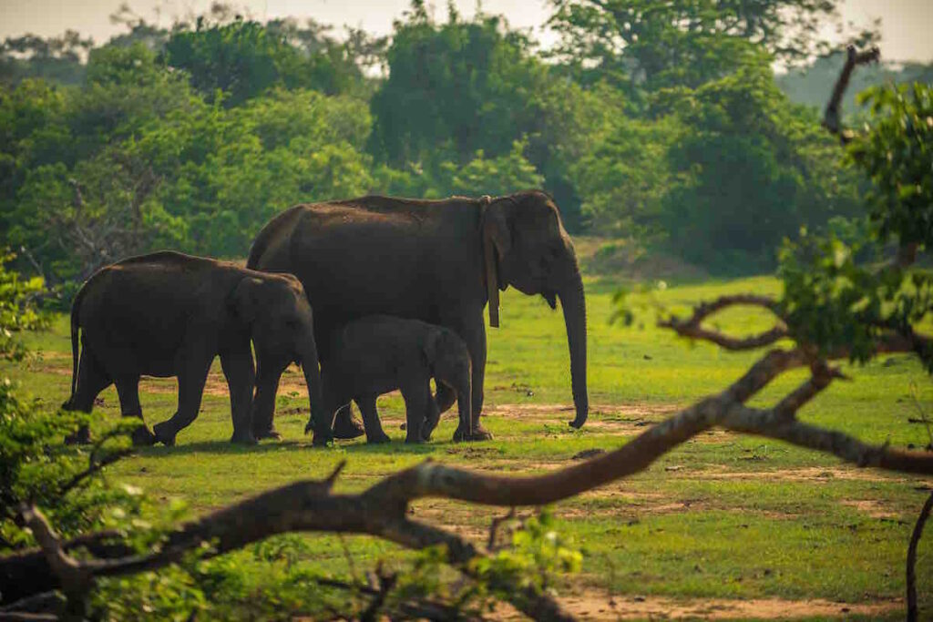 Visit Yala National Park In Sri Lanka Sri Lanka Tour Guide